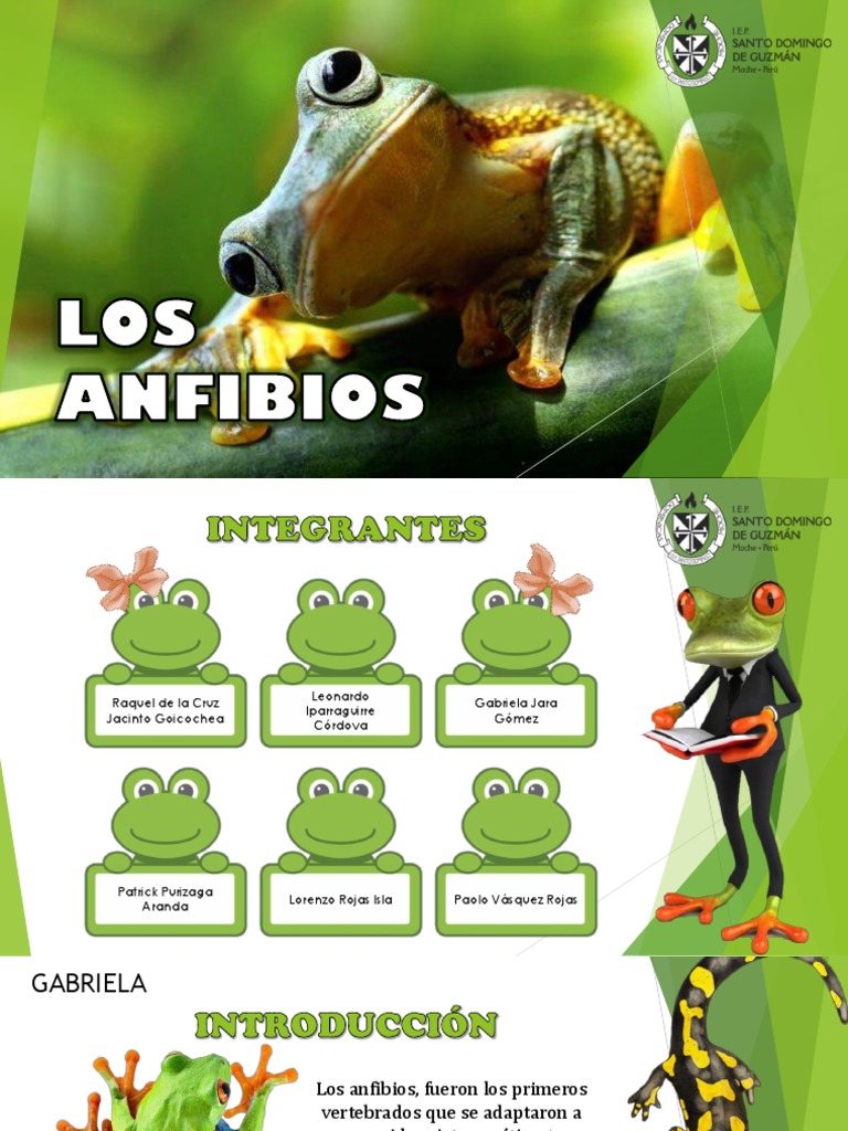 Los Anfibios | PDF | Anfibio | Rana
