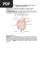 4 13-04, Resumen Ficha, ANATOMIA Y FISIOLOGIA DEL APARATO DIGESTIVO DEL ...