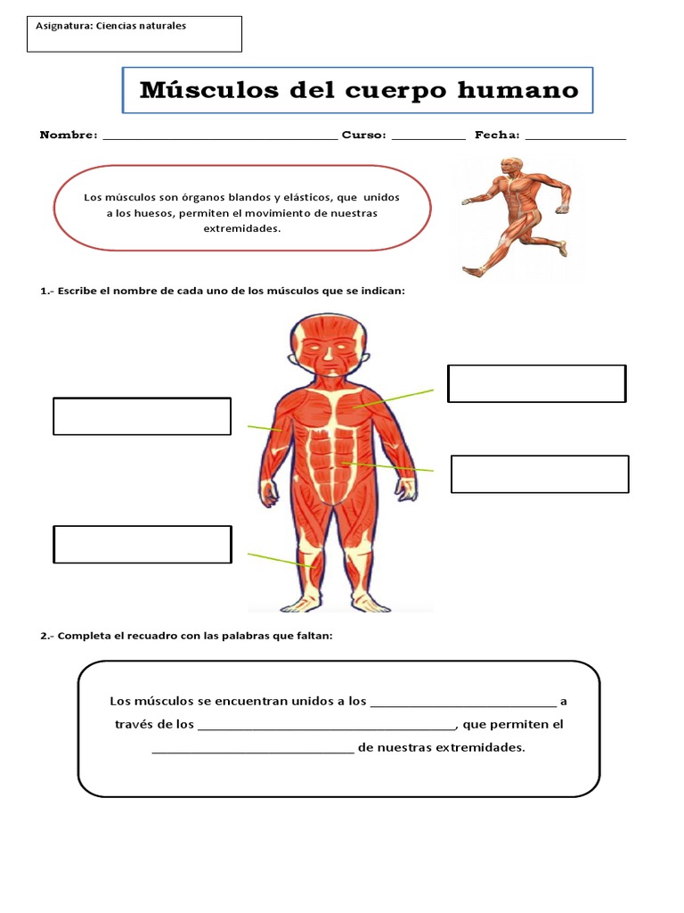 Guía Musculos Del Cuerpo Humano 2 Basico Pdf