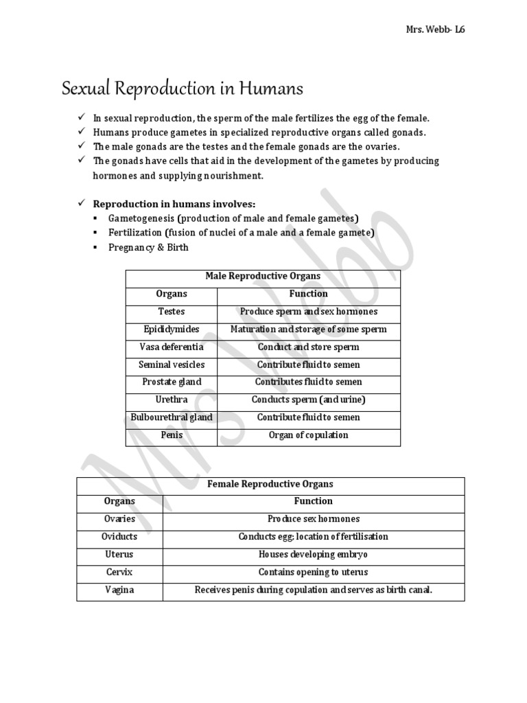 Sexual Reproduction in Humans Notes (CAPE) | PDF | Menstrual Cycle ...
