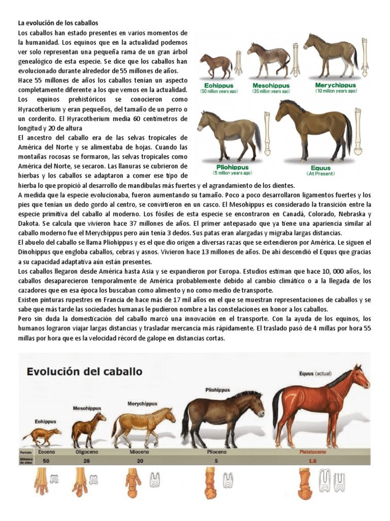 Evolución del Caballo en la Historia | PDF | Caballos
