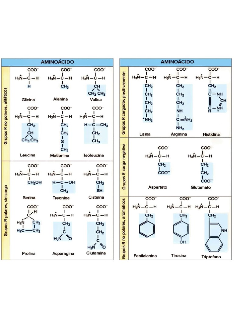 Tablas de Aminoácidos | PDF