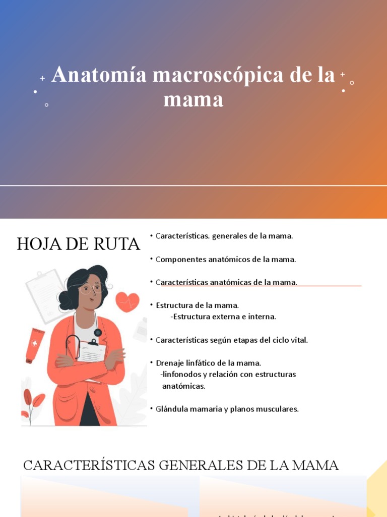 Anato macroscópica de la mama | PDF | Pecho | Anatomía humana