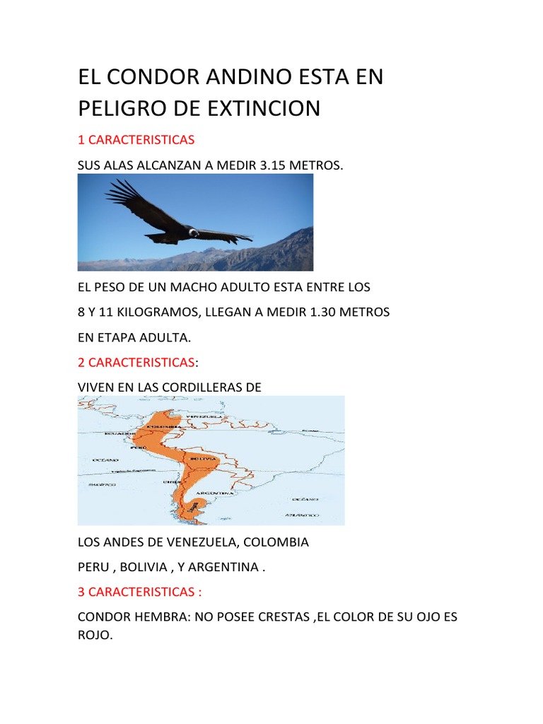 El Condor Andino Esta en Peligro de Extincion | PDF