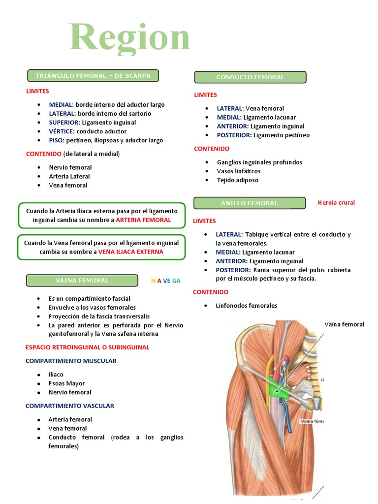Región Crural | PDF | Anatomía del miembro inferior | Tejido suave