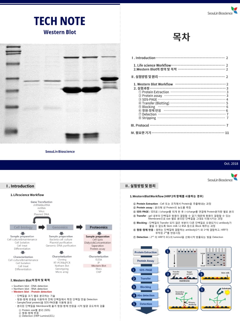 Tech Note Western Blot | PDF