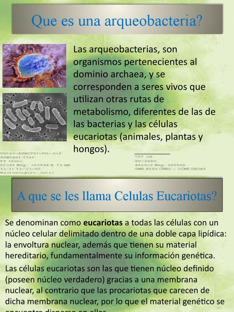 Características y tipos de arqueobacterias | PDF | Archaea | Biología ...