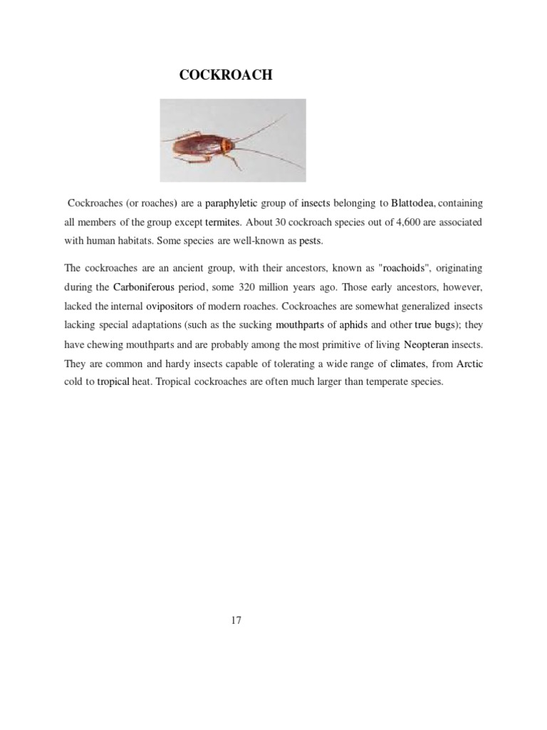 Cockroach Facts for Enthusiasts | PDF