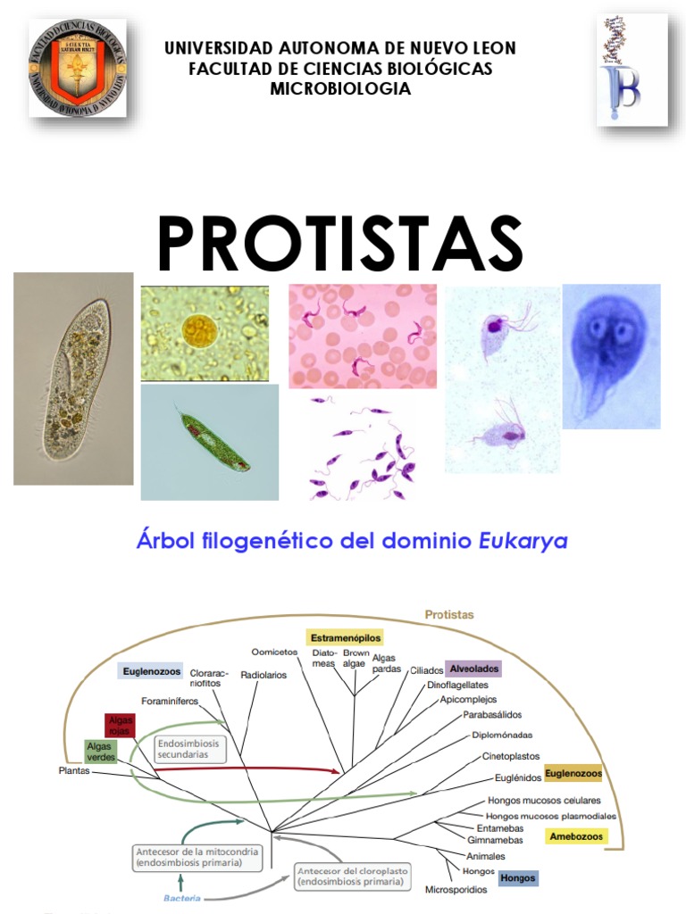 3 1-Protistas | PDF | Malaria | Plasmodium