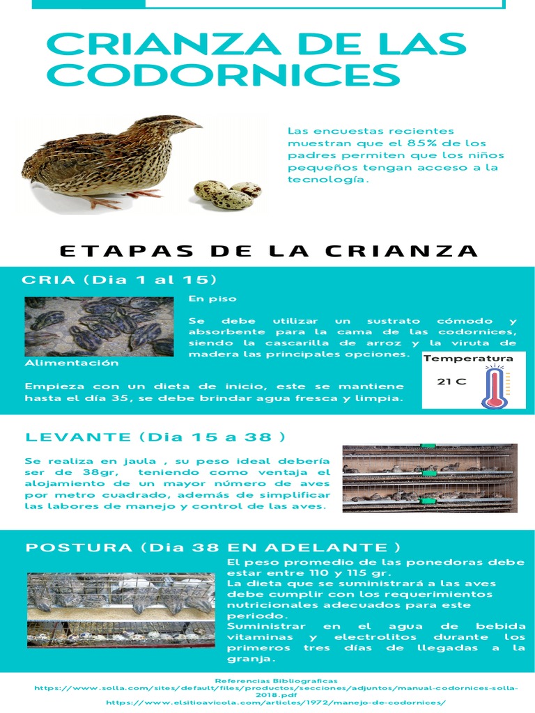 Etapas de Crianza de Las Codornices | PDF
