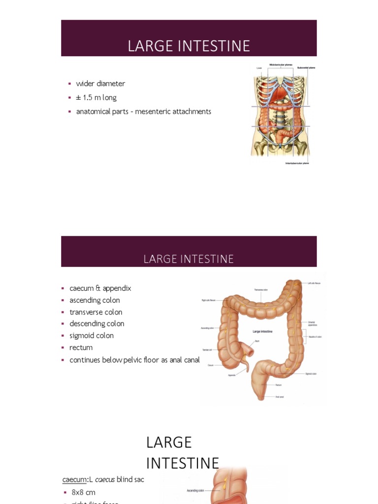 Digestive System Part 2 | PDF | Stomach | Gastrointestinal Tract