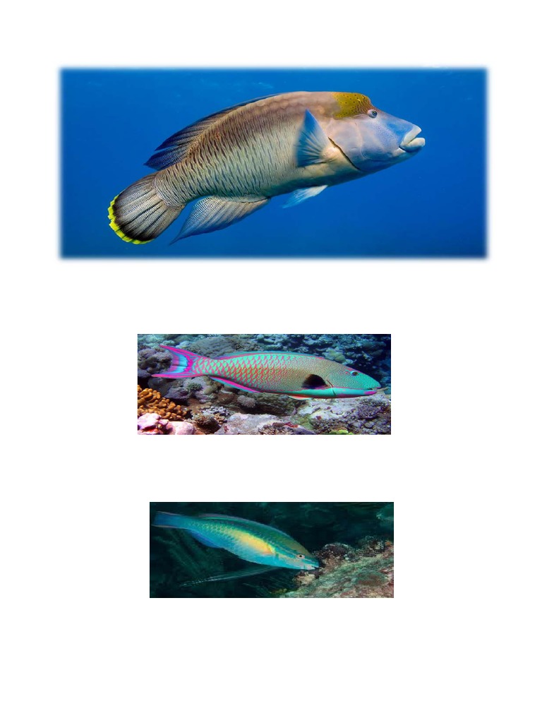 gambar ikan bayanpdf | PDF