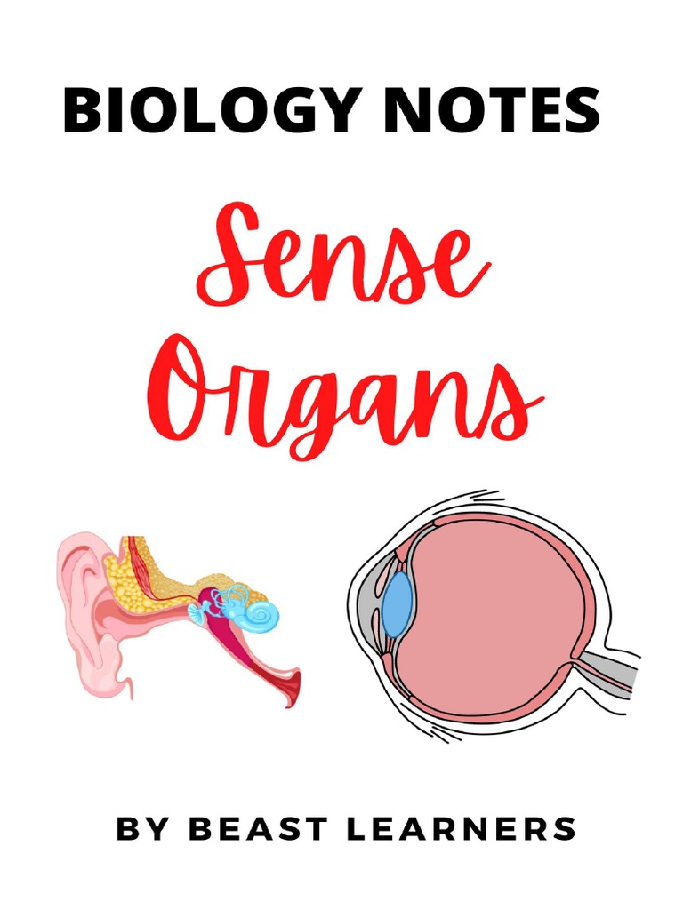 Sense Organs Notes | PDF | Ear | Human Eye