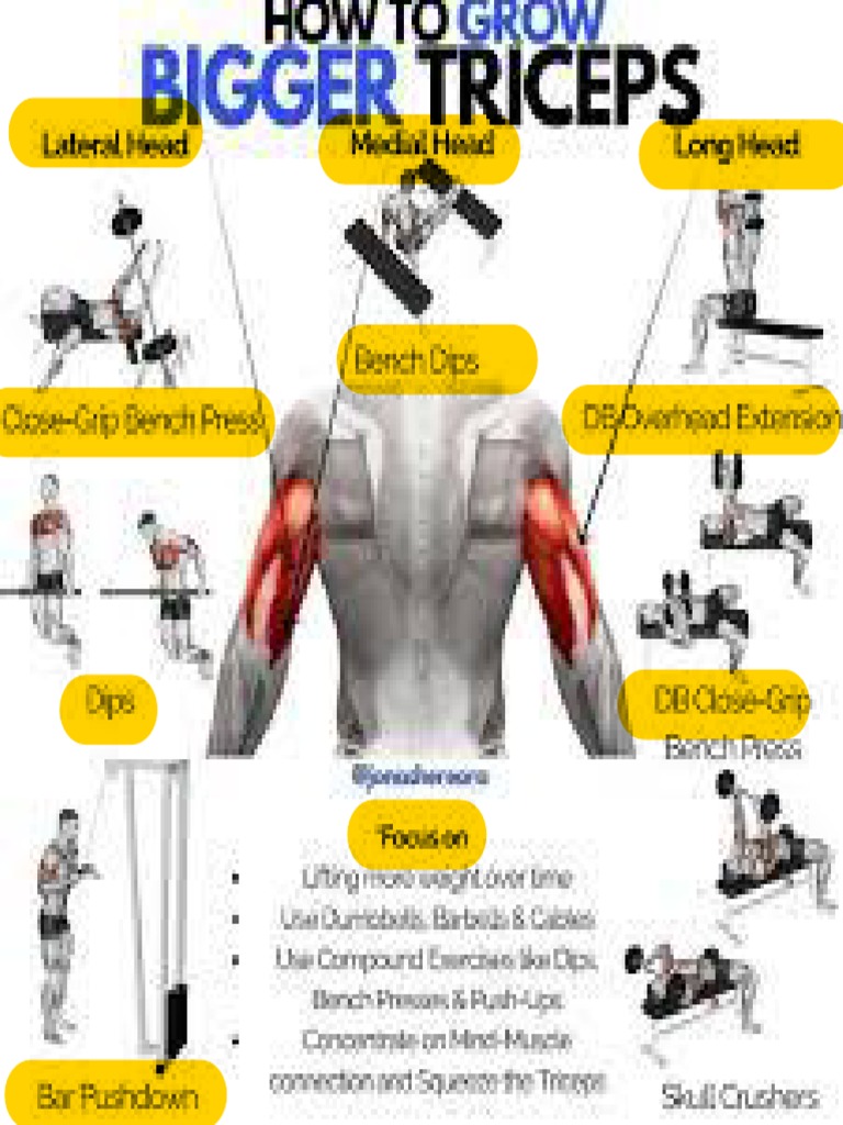 Bigger Triceps | PDF
