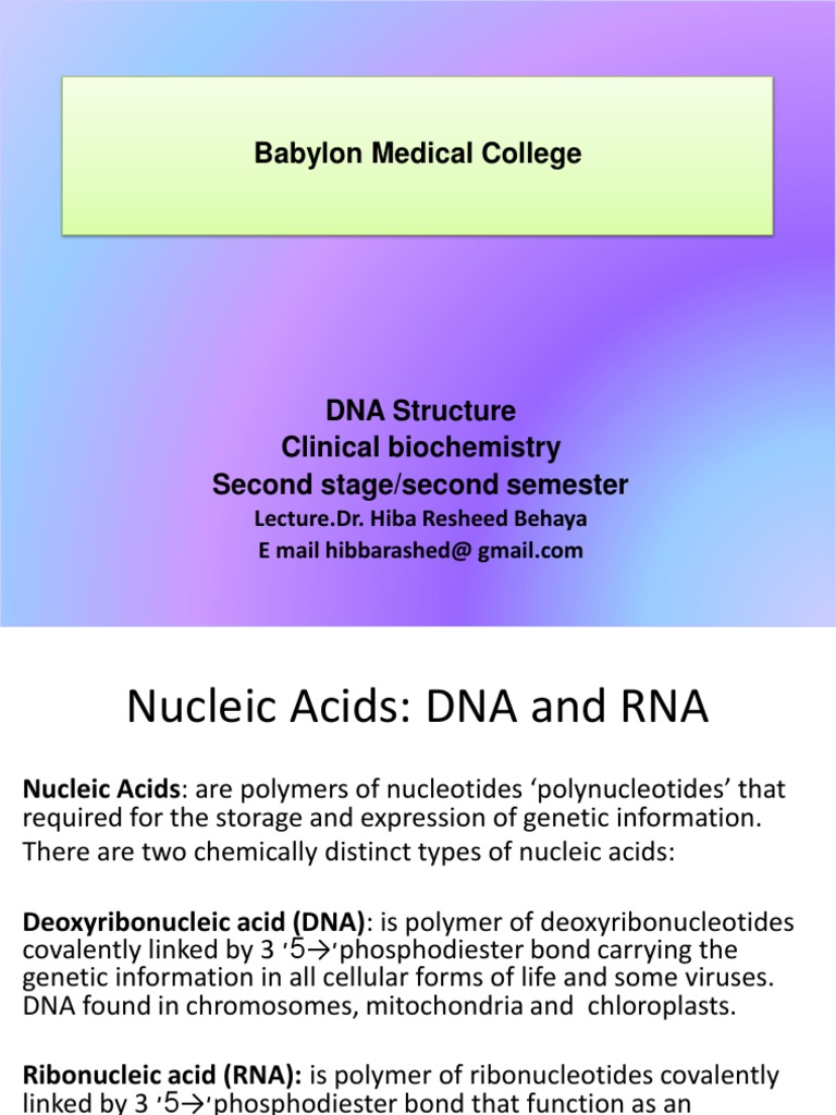 DNA Structure | PDF | Dna | Nucleic Acids