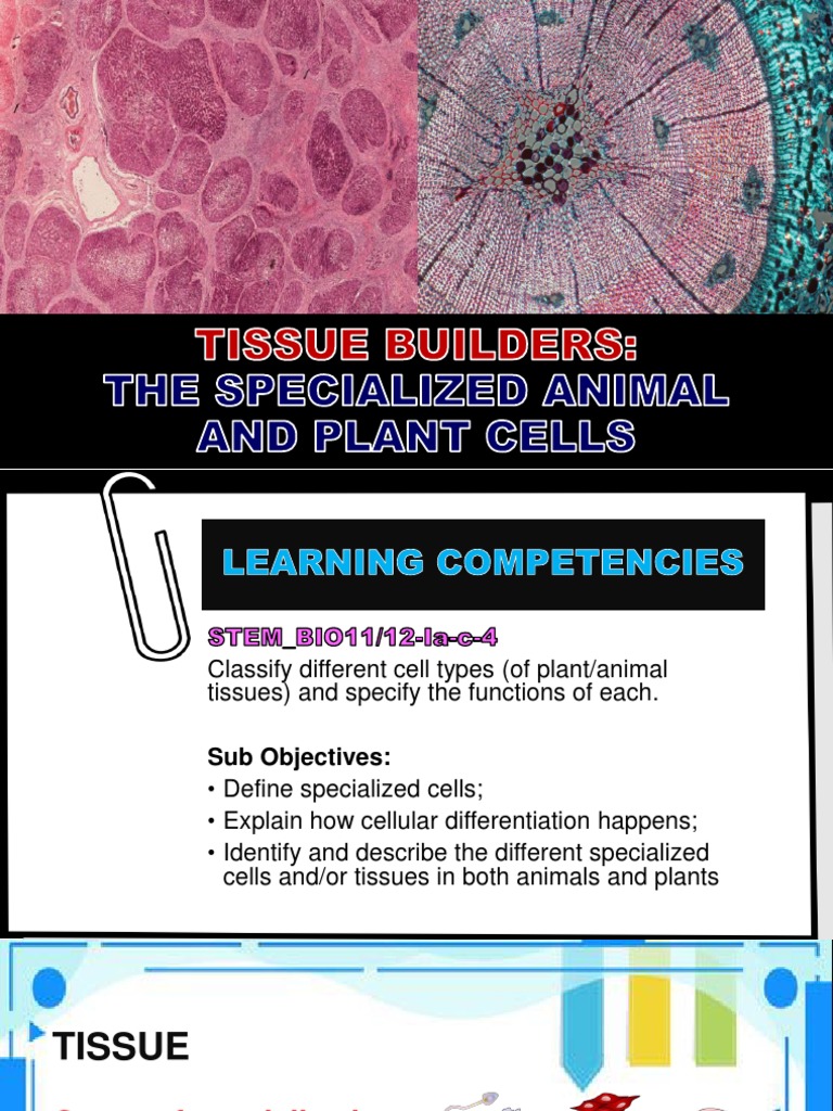 Genbio Lec3 - Animal and Plant Tissues | PDF | Tissue (Biology) | Cell ...