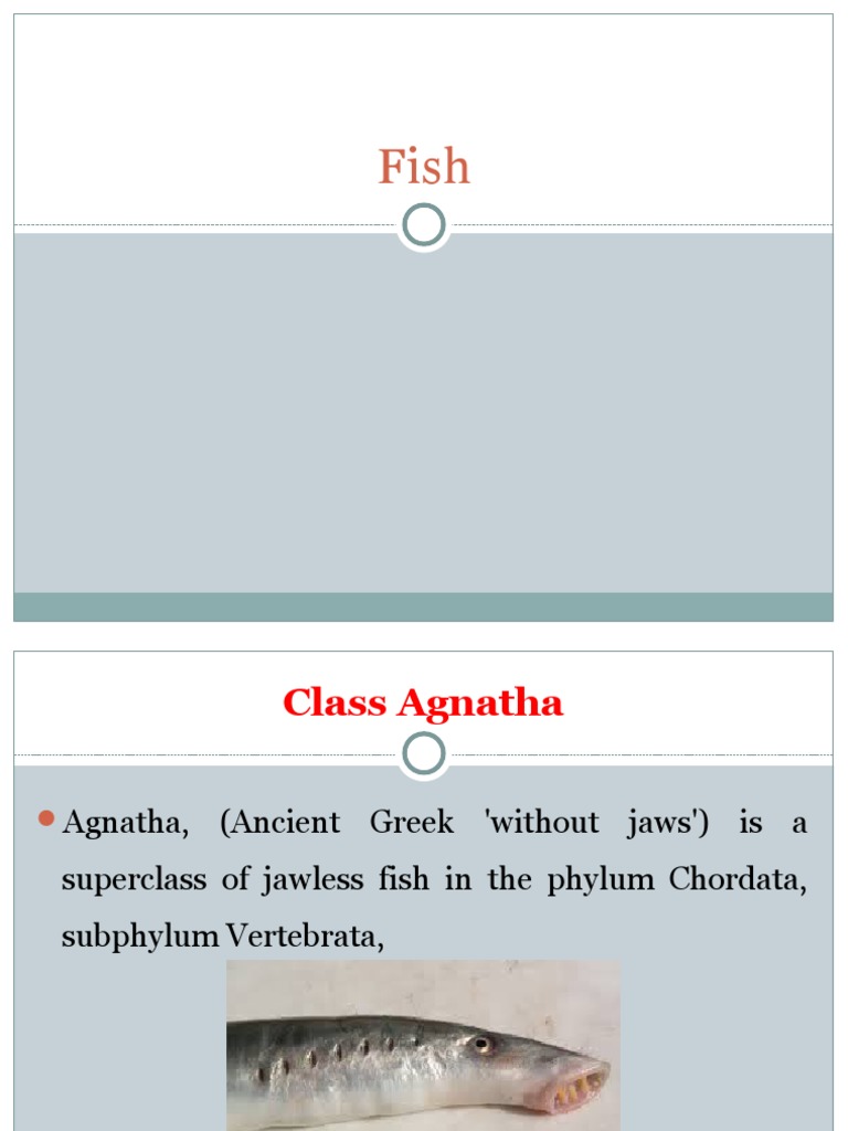 Fish Digestive System Overview | PDF | Pancreas | Gastrointestinal Tract
