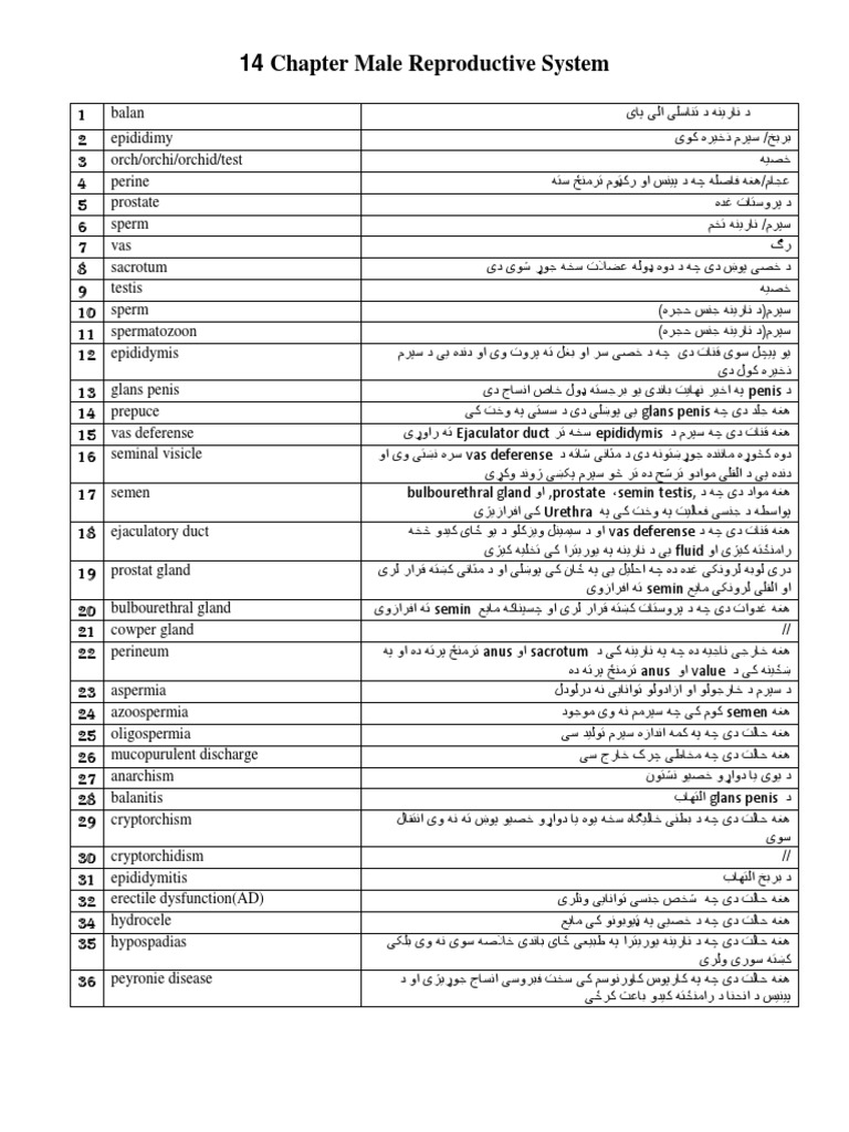Terminology of Male Reproductive System | PDF