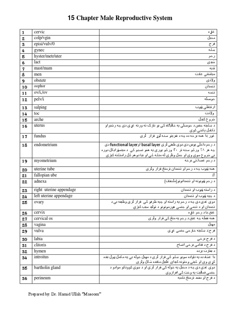 Female Reproductive System Terminology | PDF