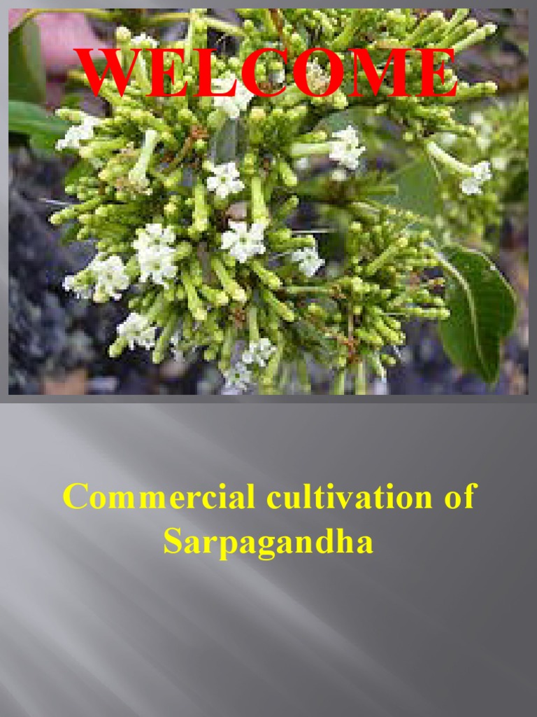 SARPAGANDHA | PDF | Plant Nursery | Pest (Organism)