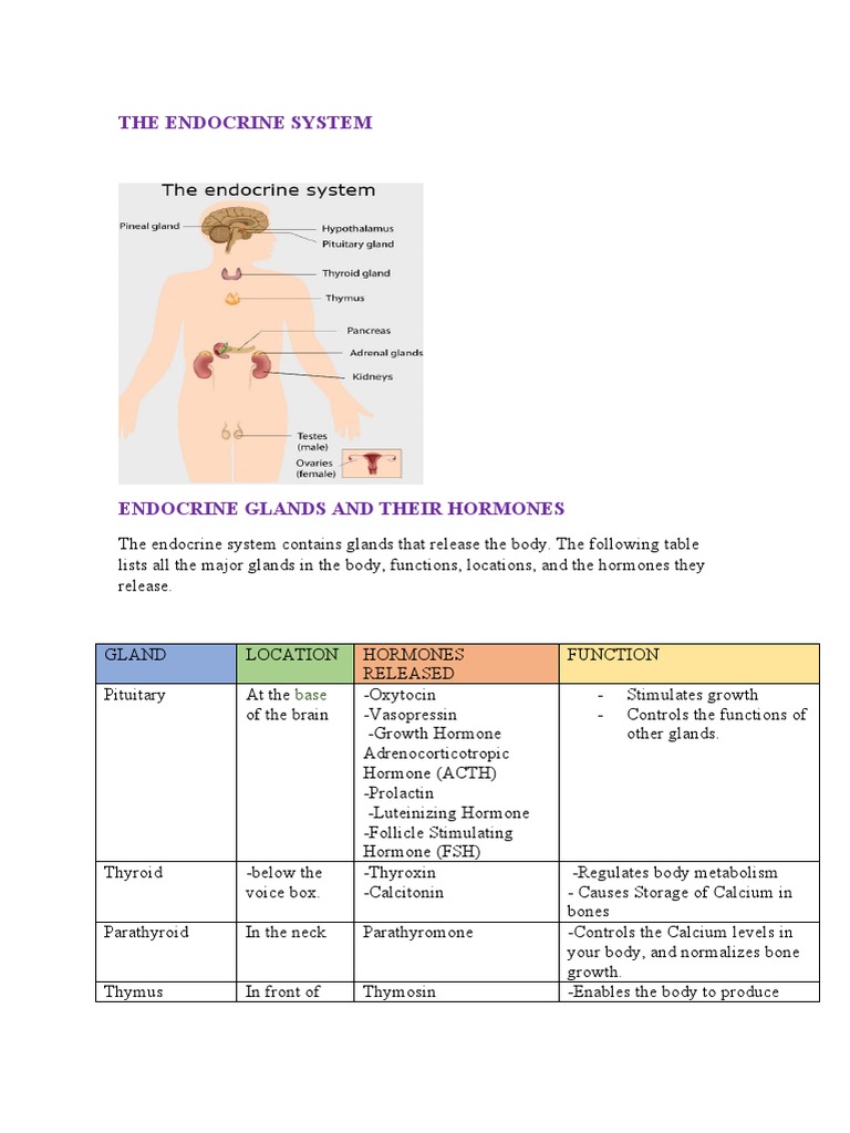 The Endocrine System | PDF | Human Body | Endocrine System