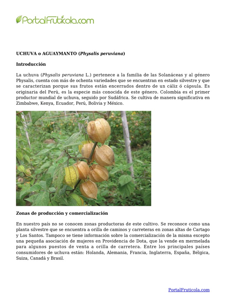 Manual de Producción Del Cultivo de Physalis Peruviana (Goldenberry, Aguaymanto, Uchuva) . | PDF