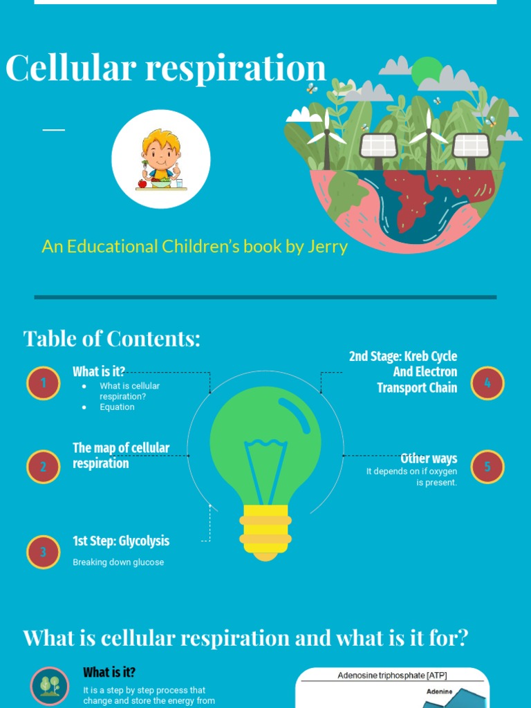 Cellular Respiration Explained for Kids | PDF | Cellular Respiration ...