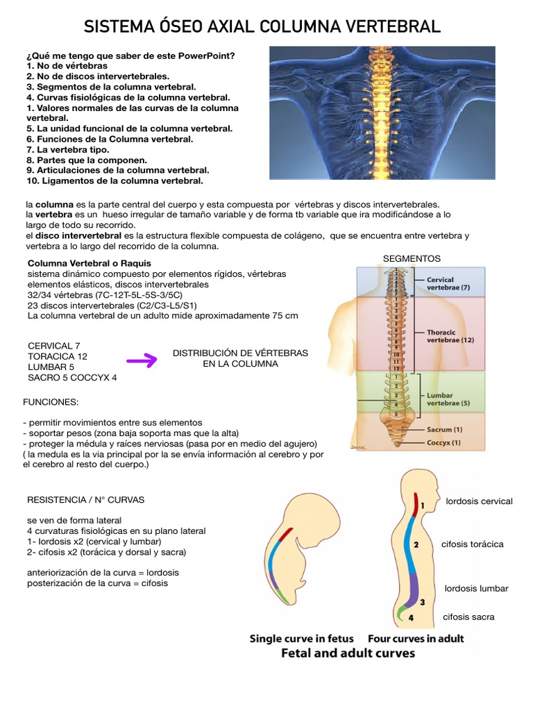 Estructura y Funciones de la Columna Vertebral | PDF | La columna ...