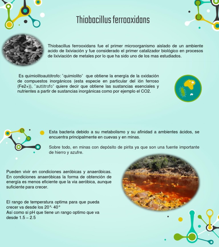 Thiobacillus Ferrooxidans Pdf