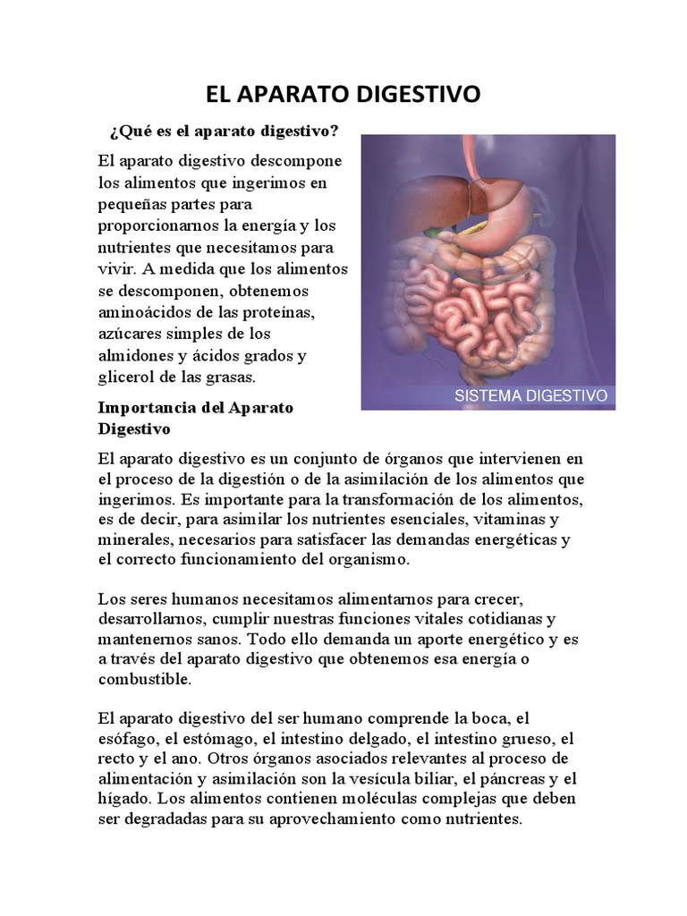 El Aparato Digestivo | PDF | Sistema digestivo humano | Digestión