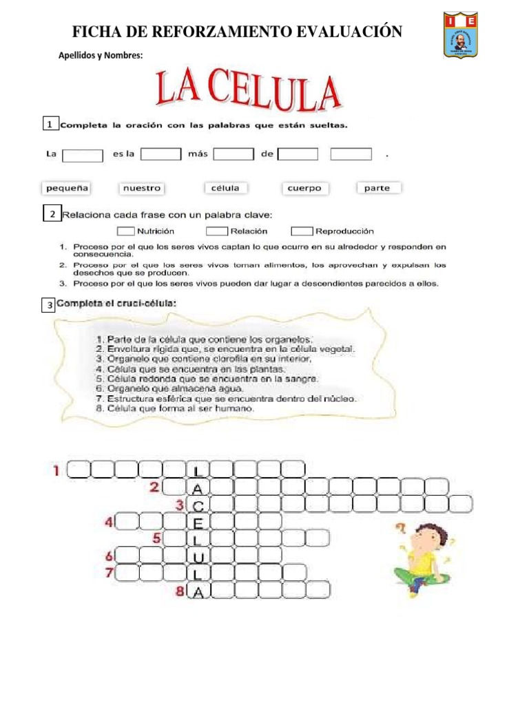 Ficha de Celula Animal y Vegetal | PDF