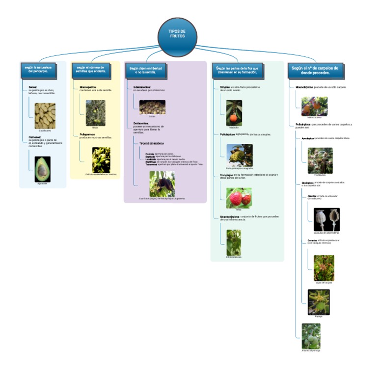 Tipos de Frutos | PDF