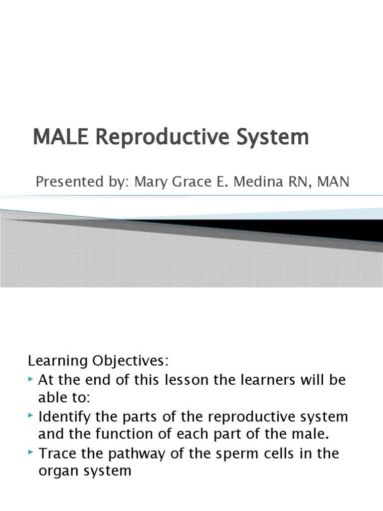 Anatomy - Physiology Lesson 16 Part 1 MALE REPRODUCTIVE SYSTEM | PDF ...