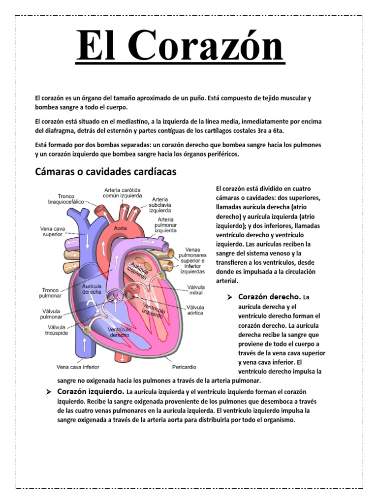 El Corazón | Descargar gratis PDF | Ventrículo (corazón) | Corazón