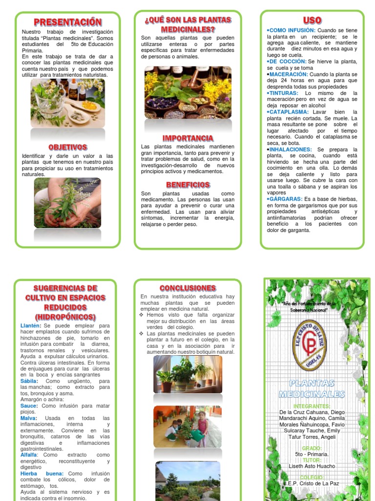 Triptico de Planta Medicinal | Descargar gratis PDF | Plantas medicinales | Agua