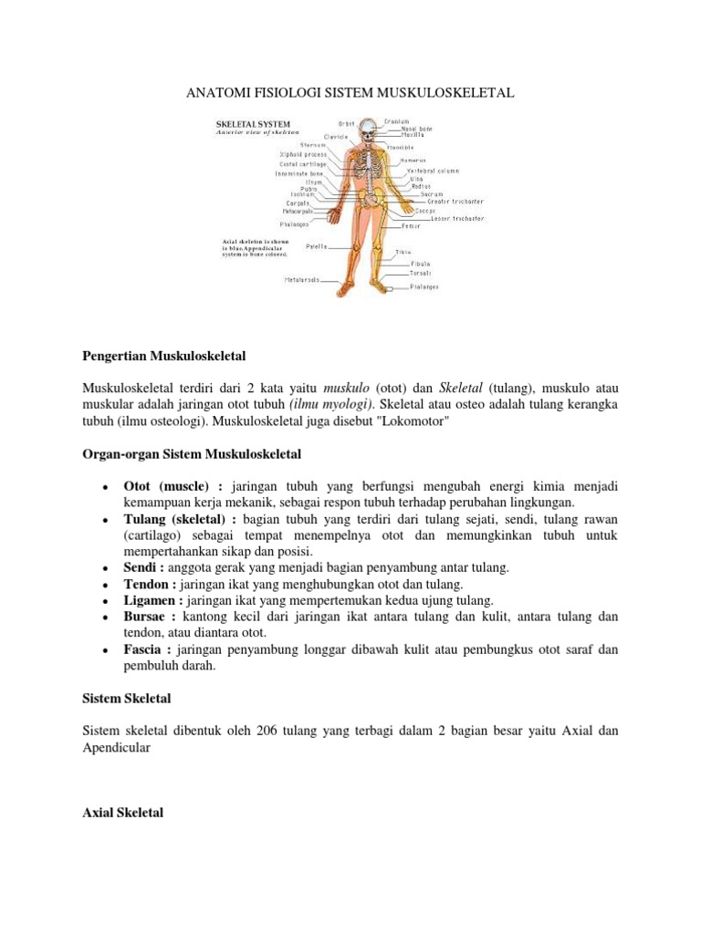 Anatomi Fisiologi Sistem Muskuloskeletal-62600691 | PDF