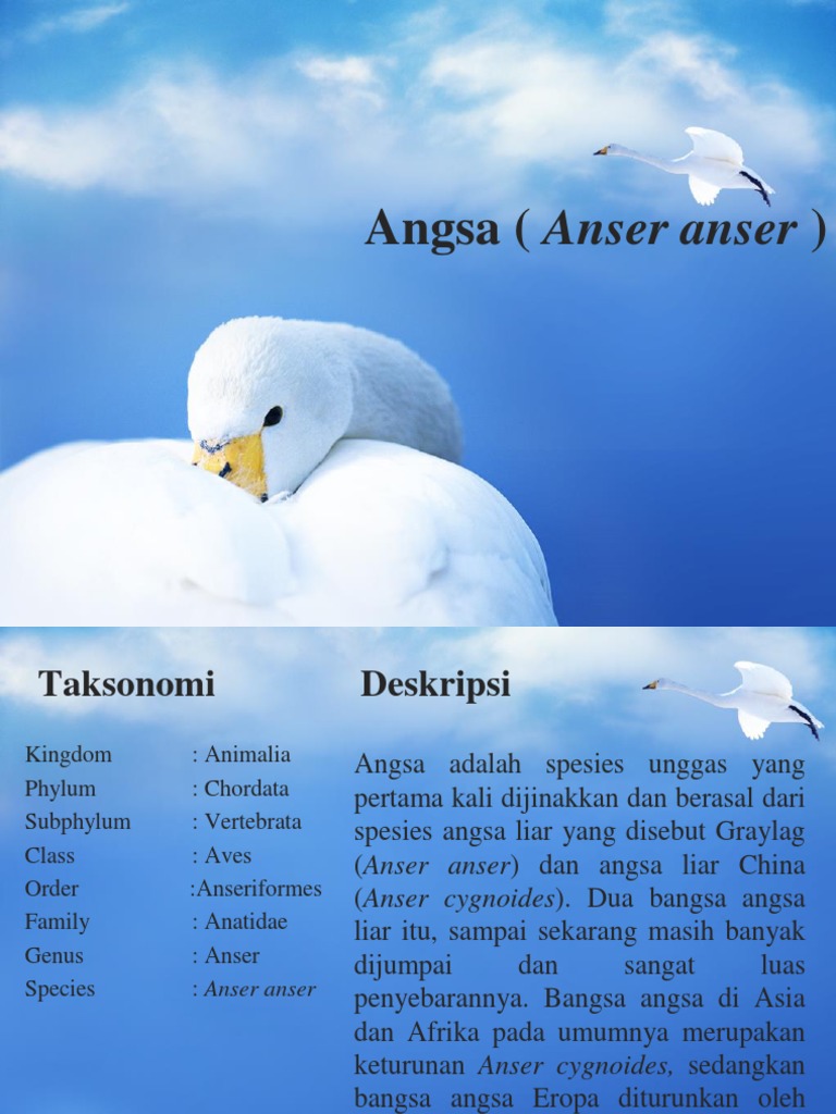 Taksonomi dan Deskripsi Angsa | PDF