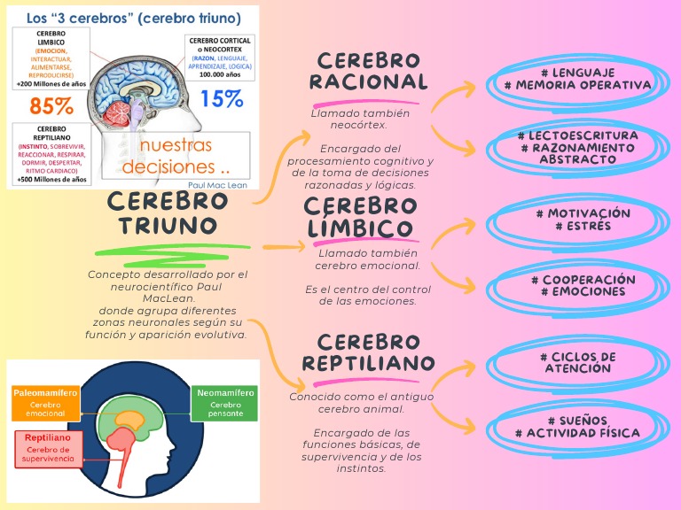 TALLER N°01 - CEREBRO TRIUNO | PDF