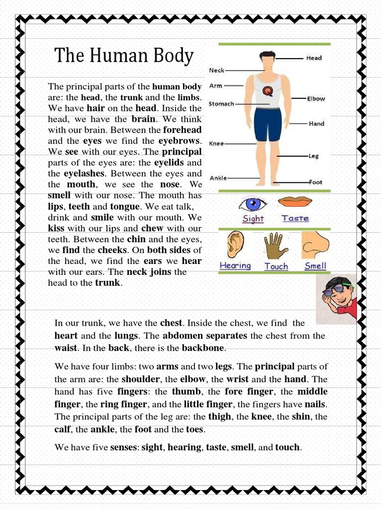 Reading Activity. Parts of The Body | PDF