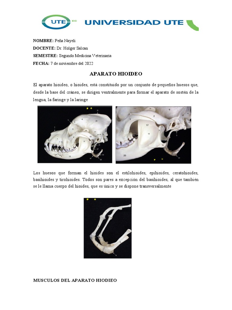 Aparato hioideo | PDF | Laringe | Morfología (biología)