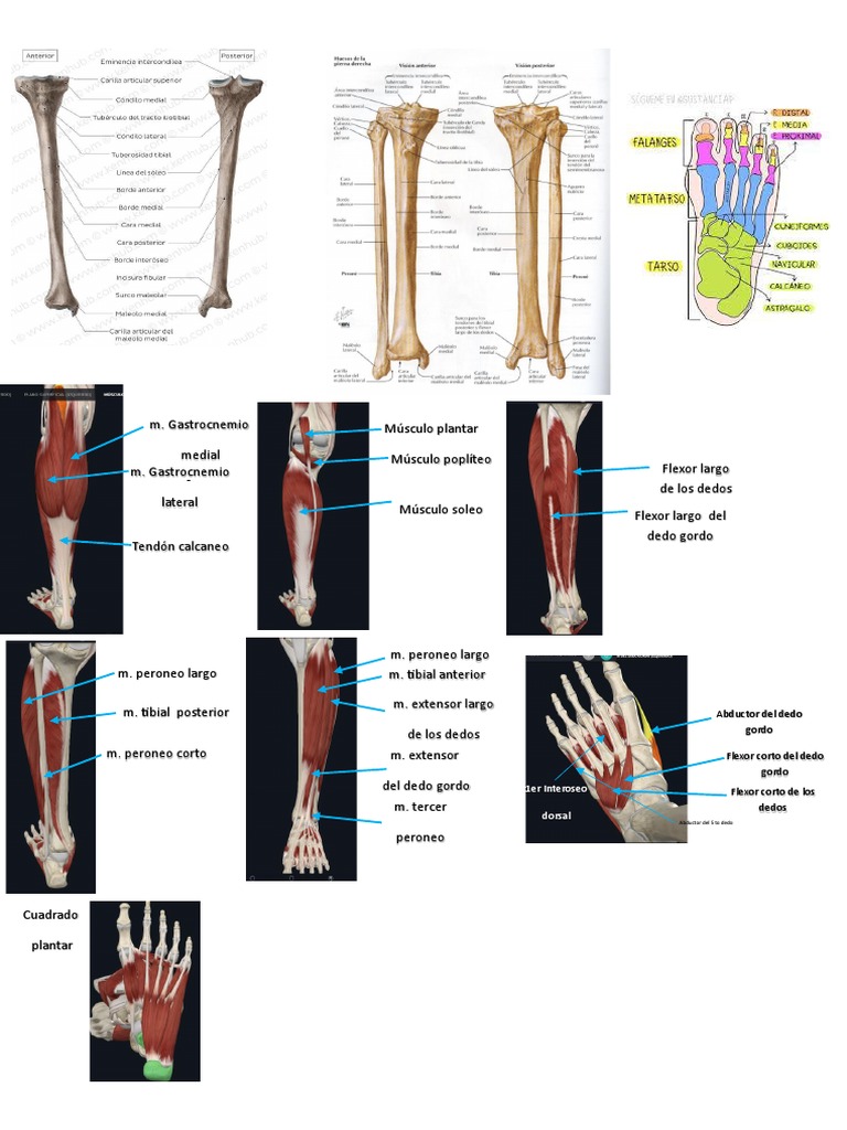 Anato Morfo 2 Semana 7 | PDF