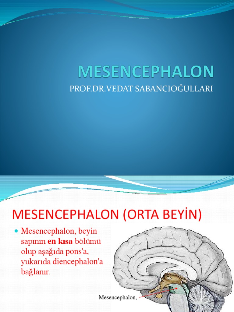 Anatomi - Baş Boyun Anatomisi MESENCEPHALON | PDF