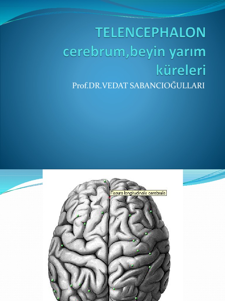 Anatomi Baş Boyun Anatomisi TELENCEPHALON | PDF