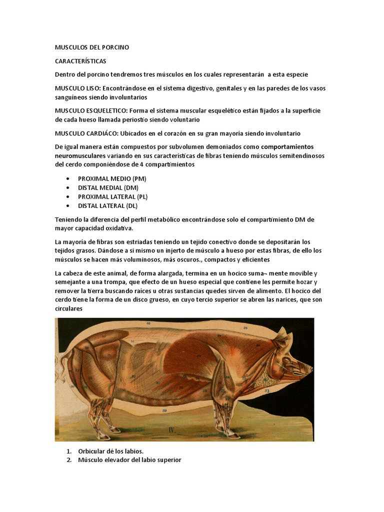 Musculos Del Porcino | PDF | Músculo | Anatomía