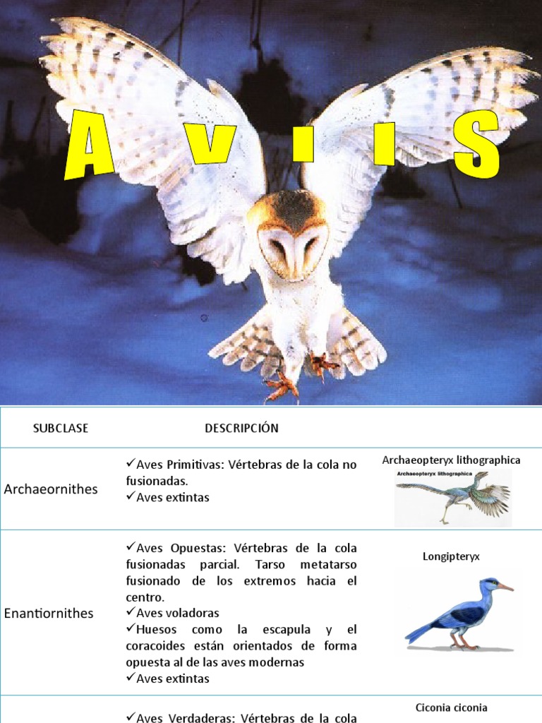 8 - Clasificación de Las Aves-1 | PDF | Aves | Ornitología