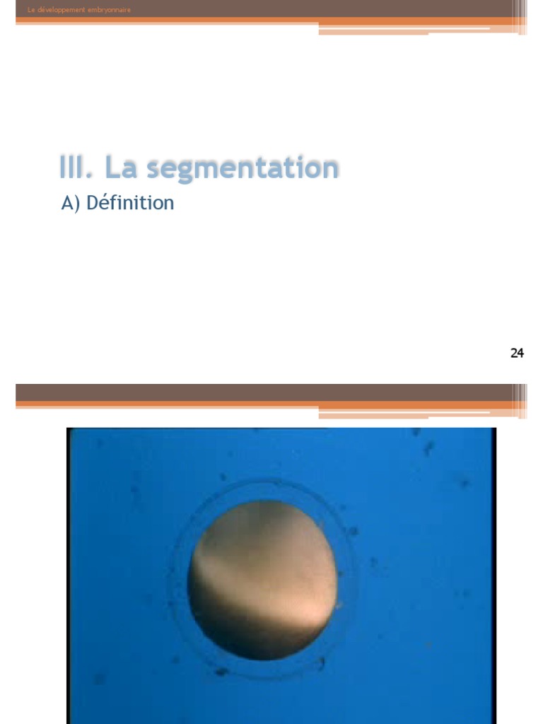 Segmentation embryonnaire des œufs | PDF | Sciences et mathématiques