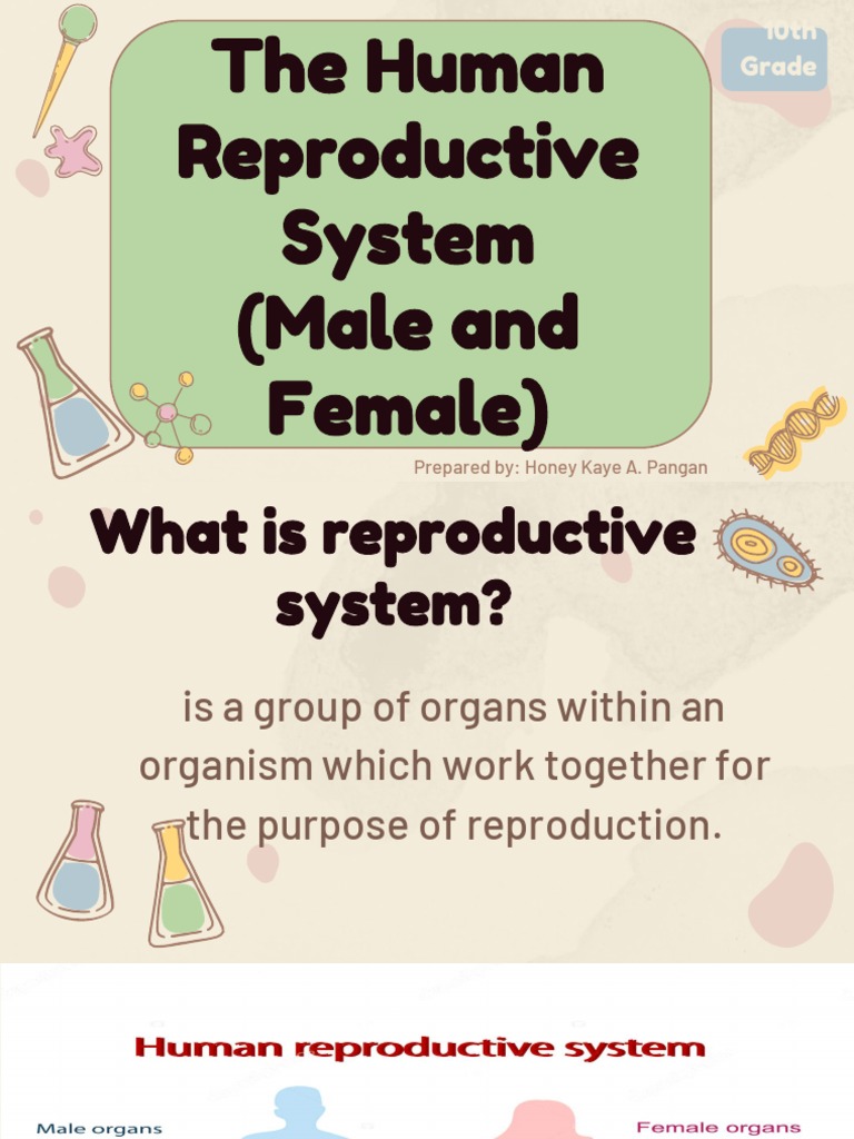 G10 Science Q3 The Human Reproductive System - Presentation | PDF ...