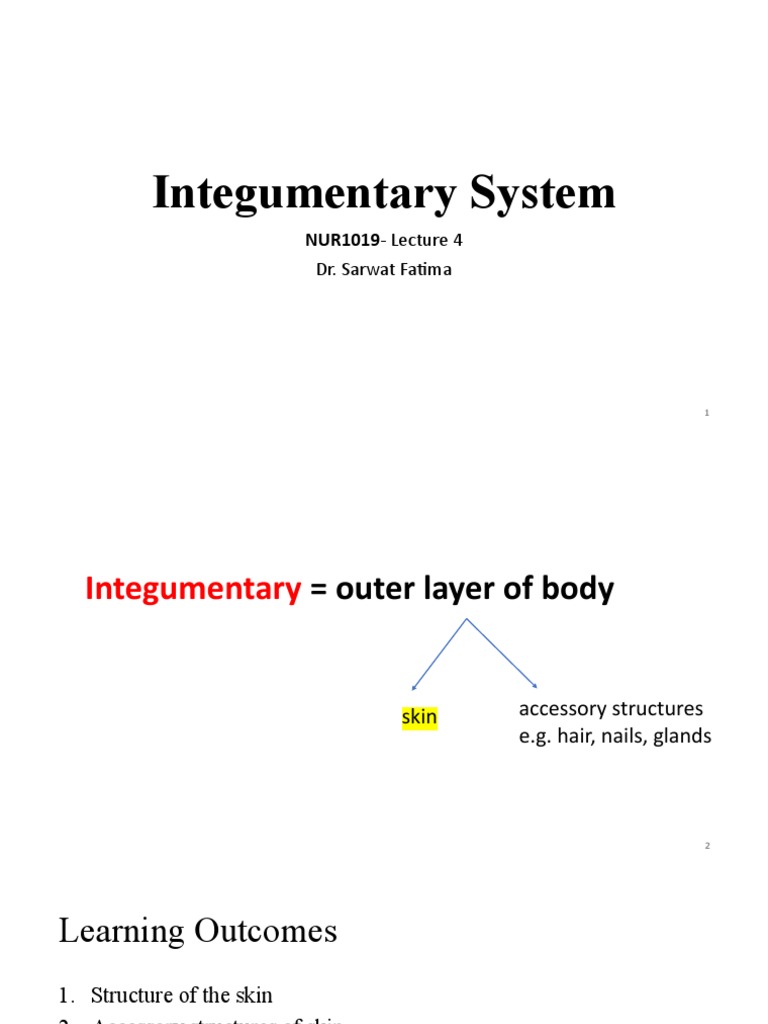 Integumentary System Basics | PDF | Skin | Integumentary System