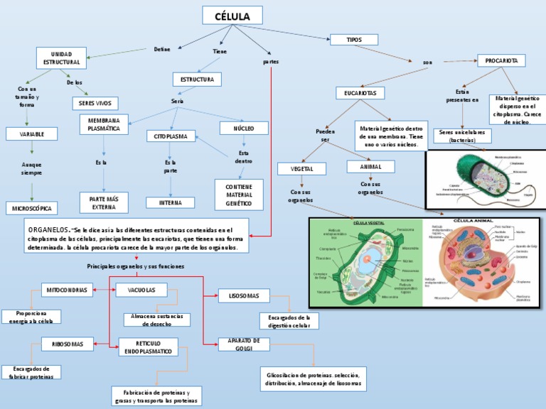 Mapa-Conceptual de La Celula | PDF | Citoplasma | Biología Celular)