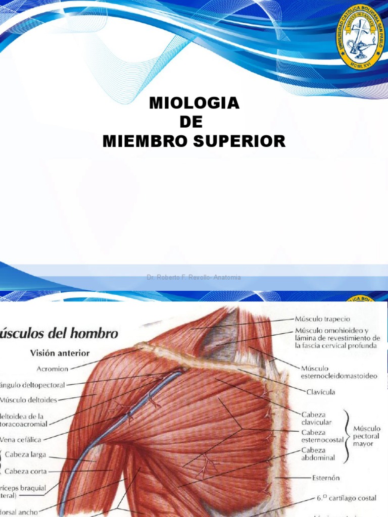 Musculos MS | PDF